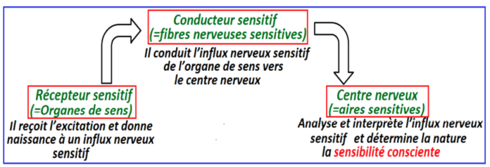 Le système nerveux - 3ème Année Collège (3APIC)