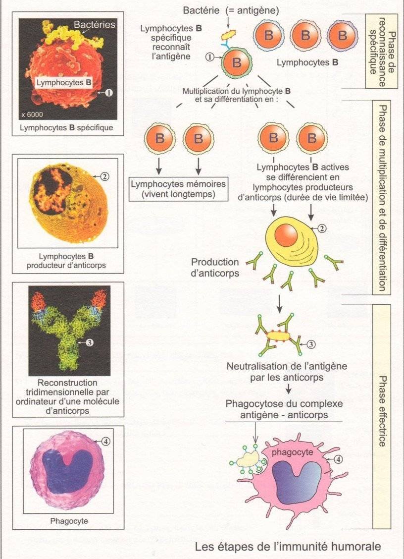 Le système immunitaire - 3ème Année Collège (3APIC)
