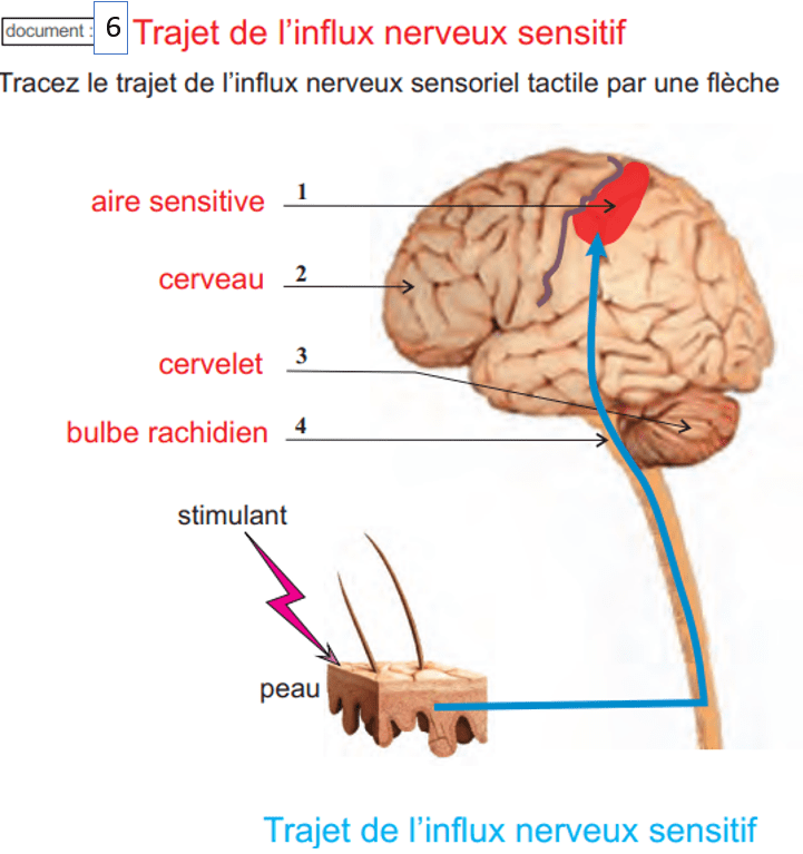 Le système nerveux - 3ème Année Collège (3APIC)