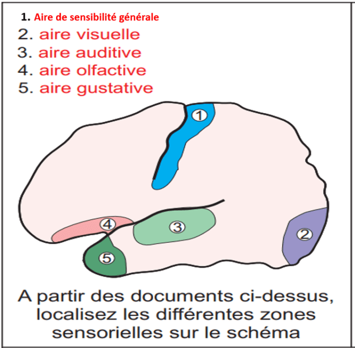 Le système nerveux - 3ème Année Collège (3APIC)